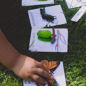 Life Cycle of a Monarch Butterfly Montessori Cards Preschool Science ...