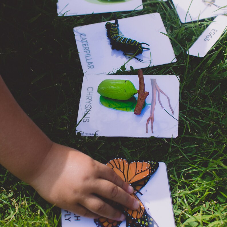 Life Cycle of a Monarch Butterfly Montessori Cards Preschool - Etsy