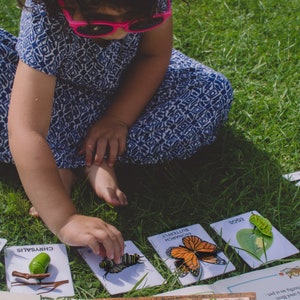 Life Cycle of a Monarch Butterfly Montessori Cards Preschool Science ...