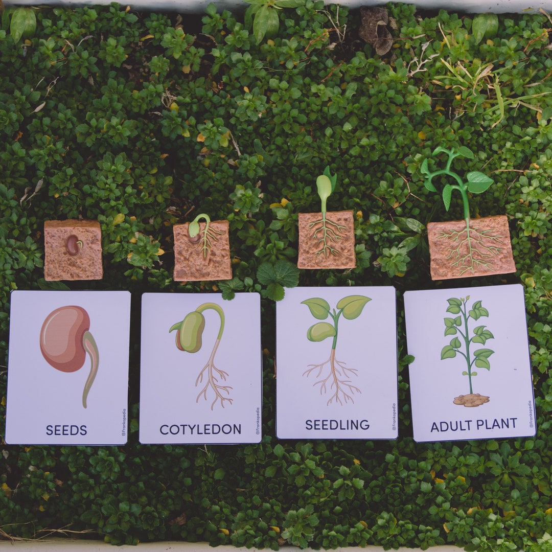 Life Cycle of a Green Bean Plant Montessori Materials 3 Part Cards ...