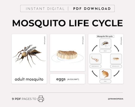 Life Cycle Of A Mosquito Worksheet