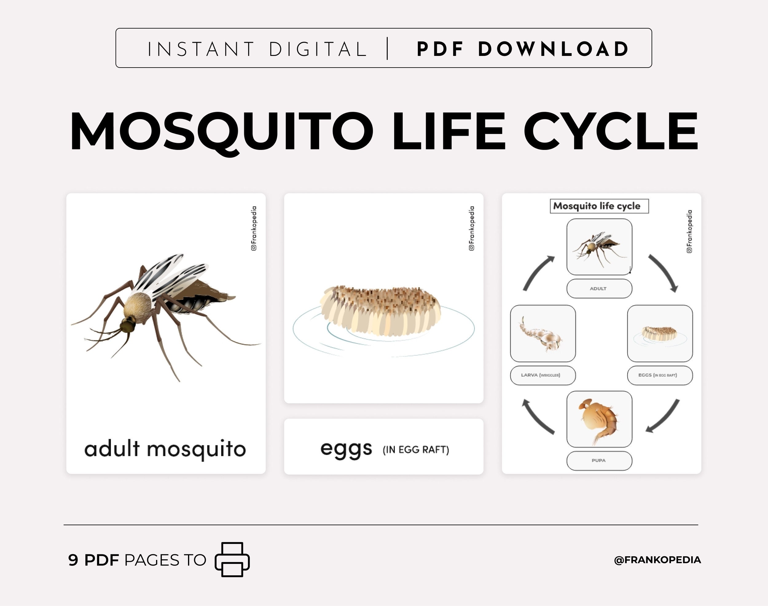 Life Cycle Of A Mosquito Worksheet