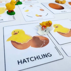 Life Cycle of a Chicken Flashcards Printable Montessori Cards Preschool ...