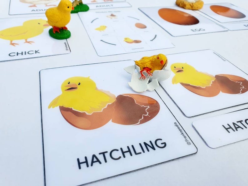 Life Cycle of a Chicken Flashcards Printable Montessori Cards Preschool ...