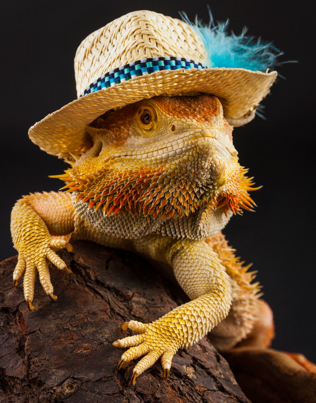 Bearded Dragon Framed Print, Funny Lizard With Hat, Wall Art - Etsy UK