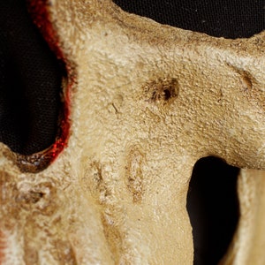 Human Skull Mask Full Face Realistic Movable Jaw Halloween Custom ...