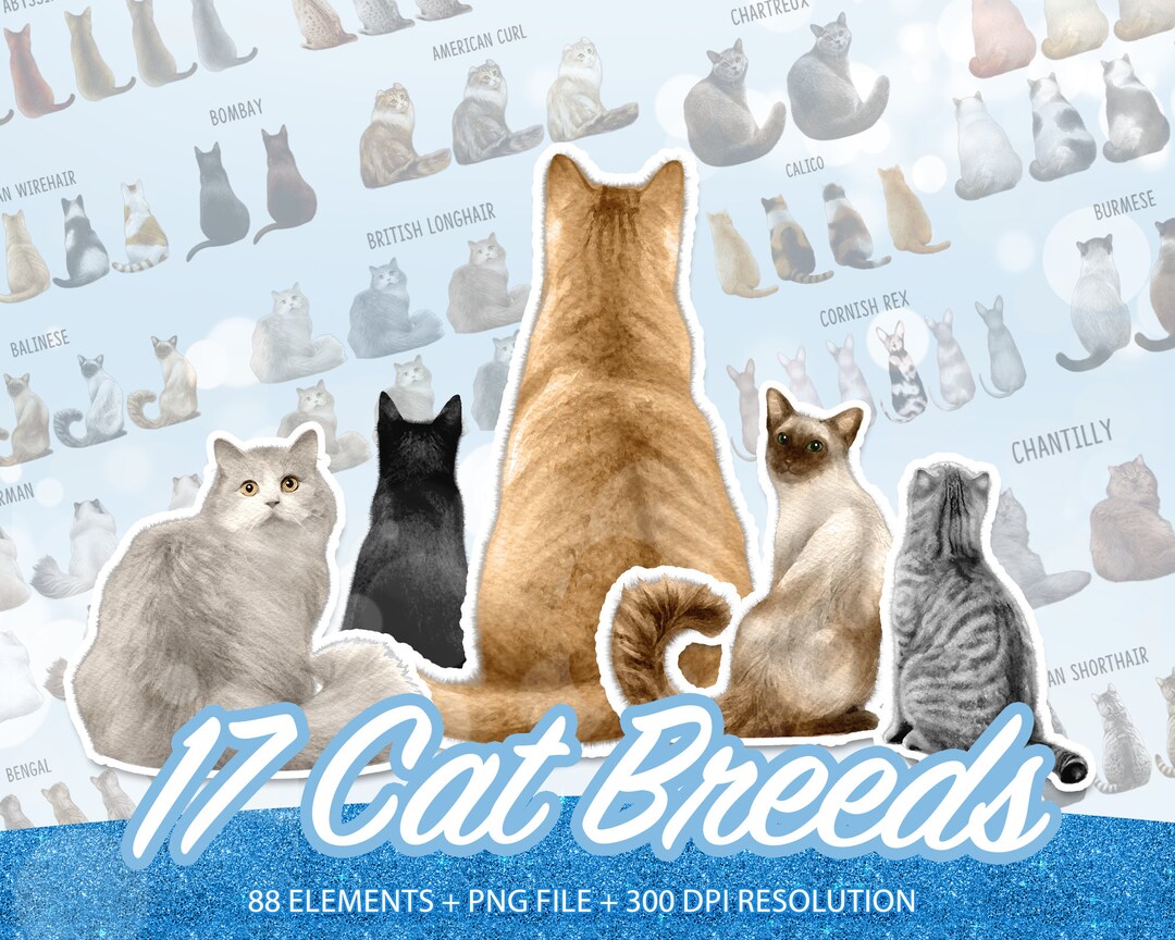 Cat Clipart, Custom Cat Clip Art Bundle, Cute Cats Clipart, Colorful ...