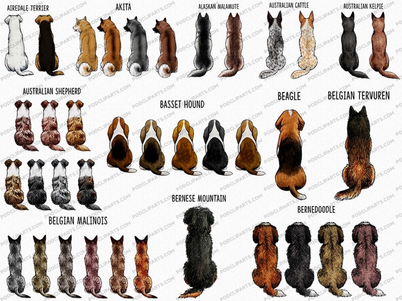 Bundle Dog Breeds Clipart Dog Png Dog Clipart Pet Portrait - Etsy