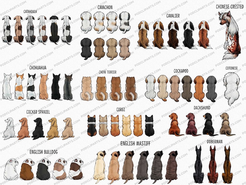 Bundle Dog Breeds Clipart, Dog Png, Dog Clipart, Pet Portrait, Back of ...
