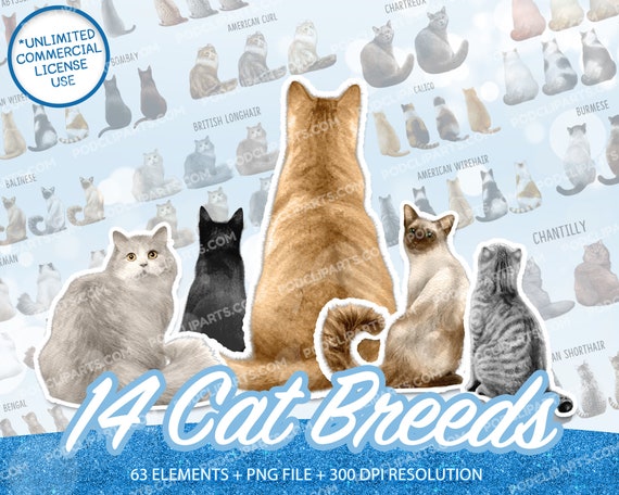 Cat Clipart Custom Cat Clip Art Bundle Cute Cats Clipart - Etsy