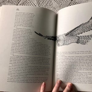 How Birds Fly, by John K Terres, Bird Book, Science Bird Book ...