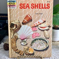 Seashell Notebook: Natural Scallop Shell Journal - Etsy