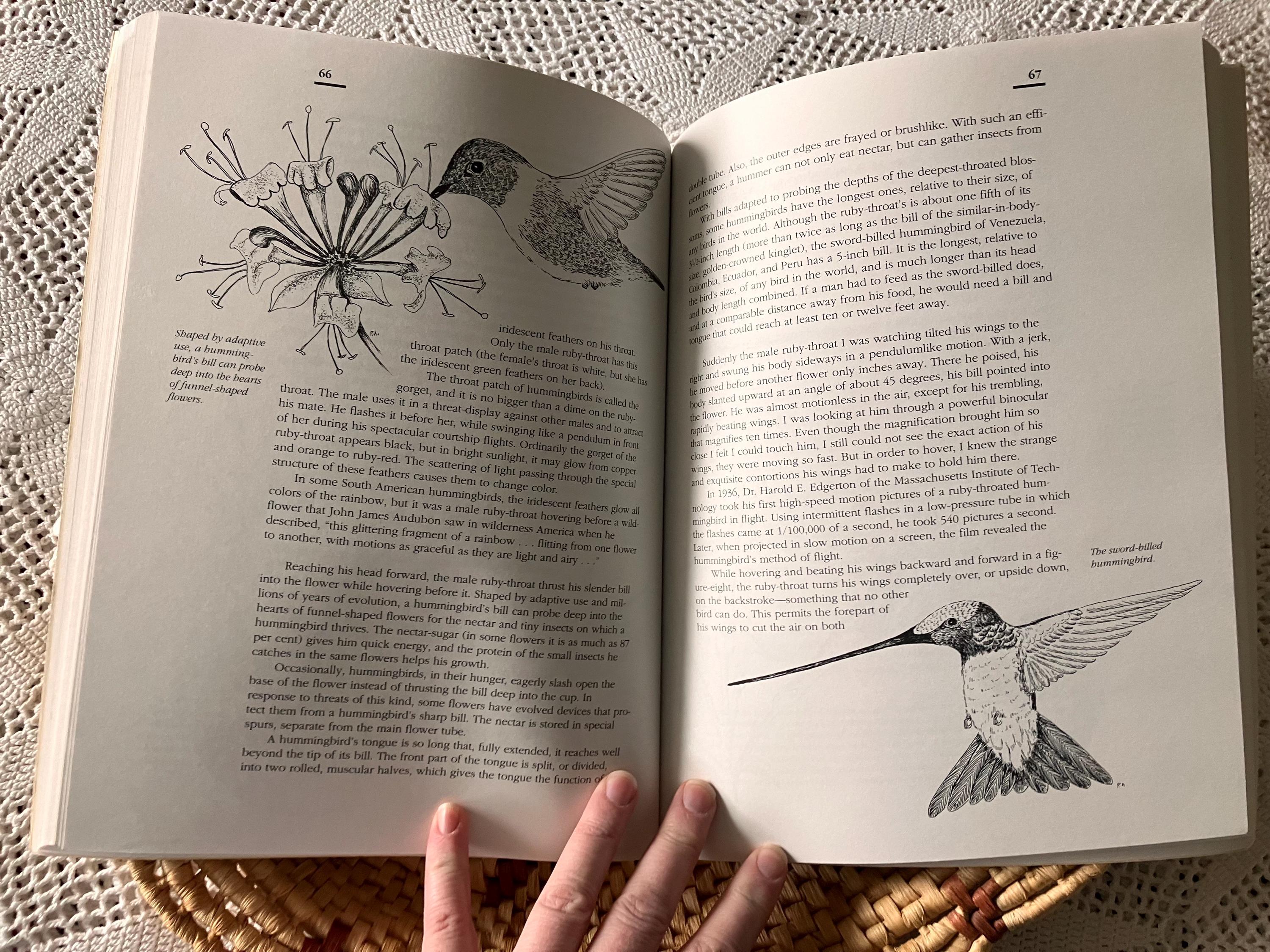 How Birds Fly, by John K Terres, Bird Book, Science Bird Book ...