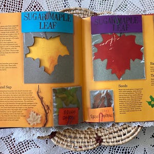 1991 Red Leaf, Yellow Leaf by Lois Ehlert, Fall Children’s Book, Autumn ...