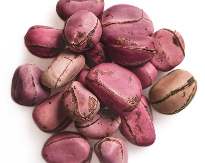 Obi Kola, Obi Abata, Cola Nitida, Kolanut - 4 Lobed (6 Pieces) - Etsy