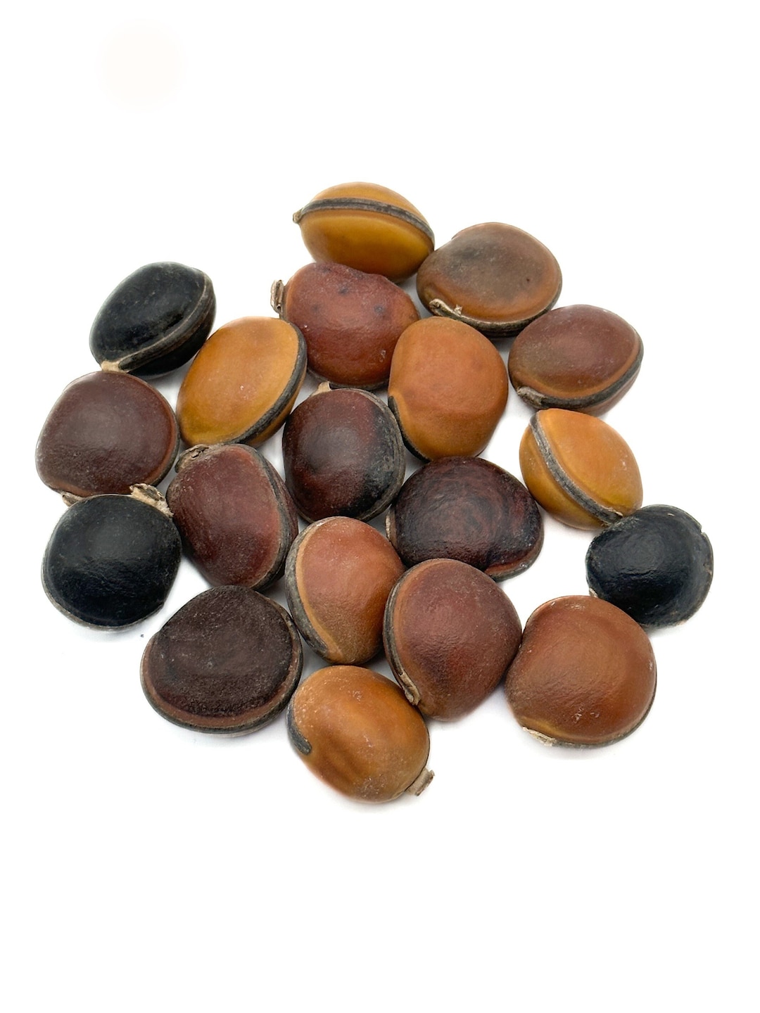 Sea Beans, Drift Seeds, Mucuna, Ojo De Buey, Bean Entada Gigas, Ox Eye ...