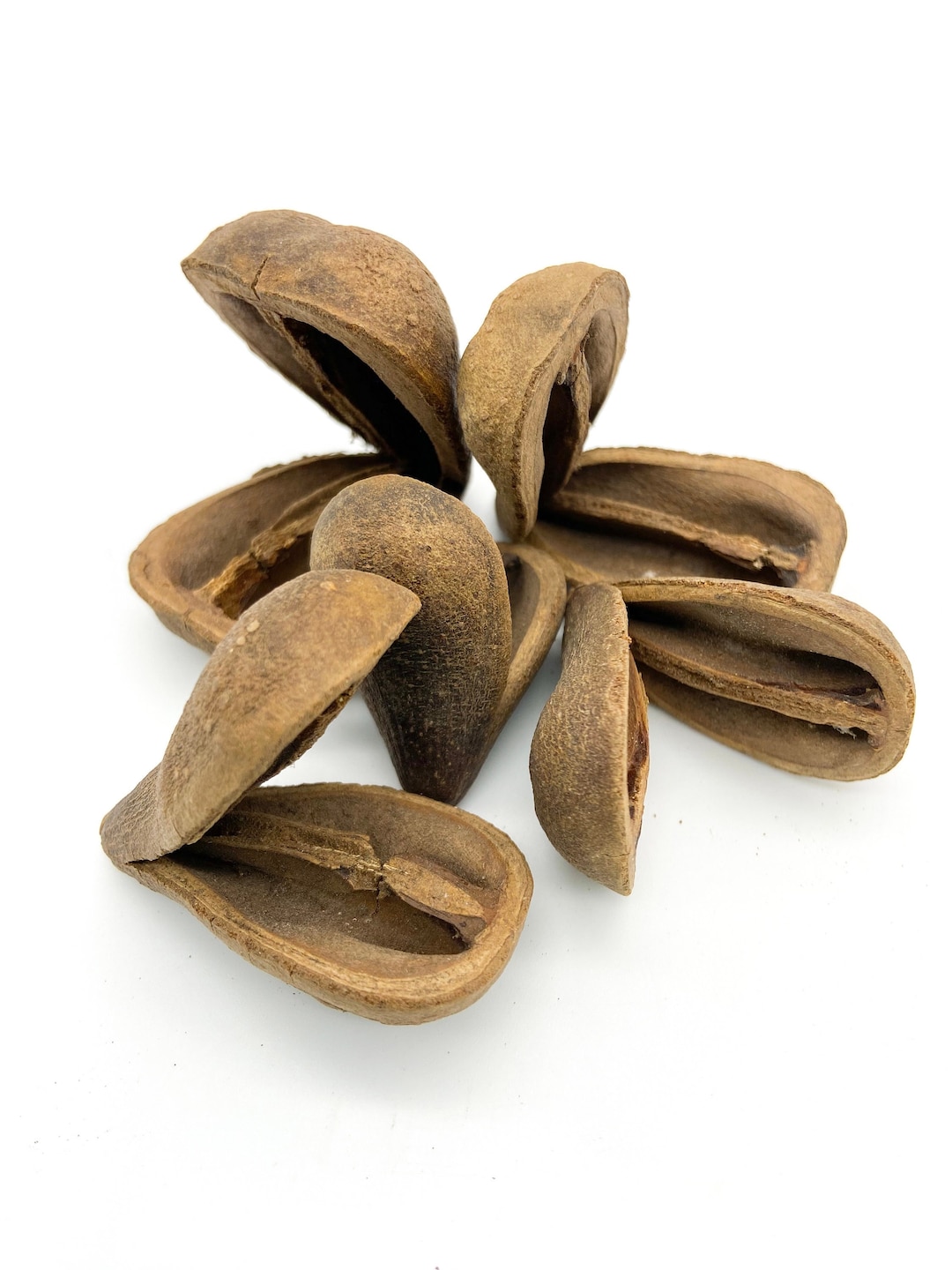 Opele Seeds, Ekuele, Ese Agutan, Babalawo, Iyalorisha, Ifa Divination ...