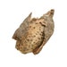 Alligator Pepper, Atare, Grains of Paradise Pods, Guinea Pepper, Mbongo ...