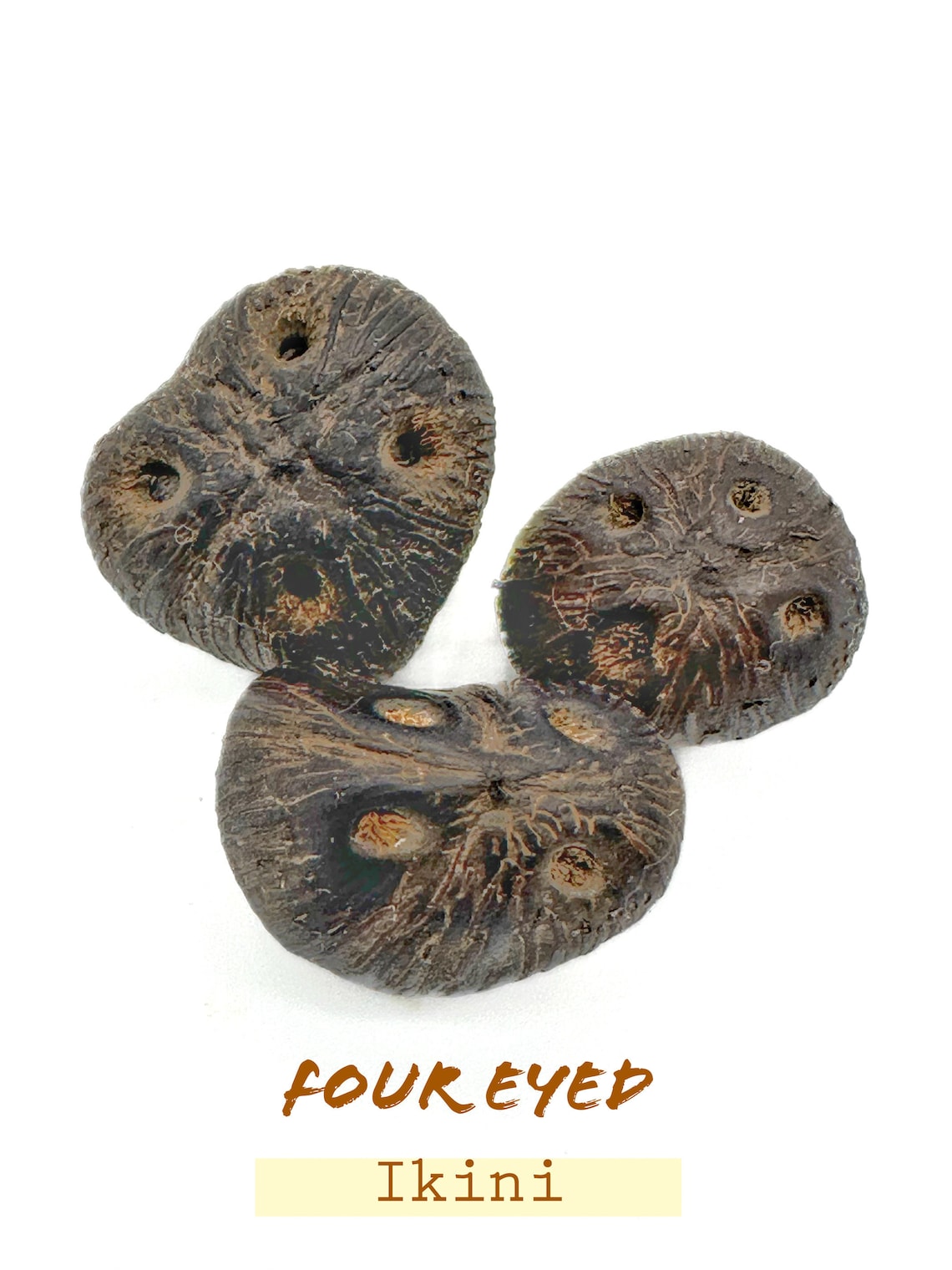 Ikini 4 Eyed Ikin Ikines De 4 Ojos Santeria Yoruba Ikin - Etsy