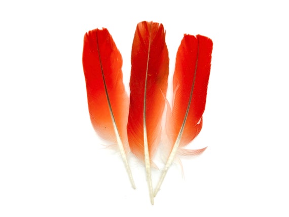 Red Parrot Feathers