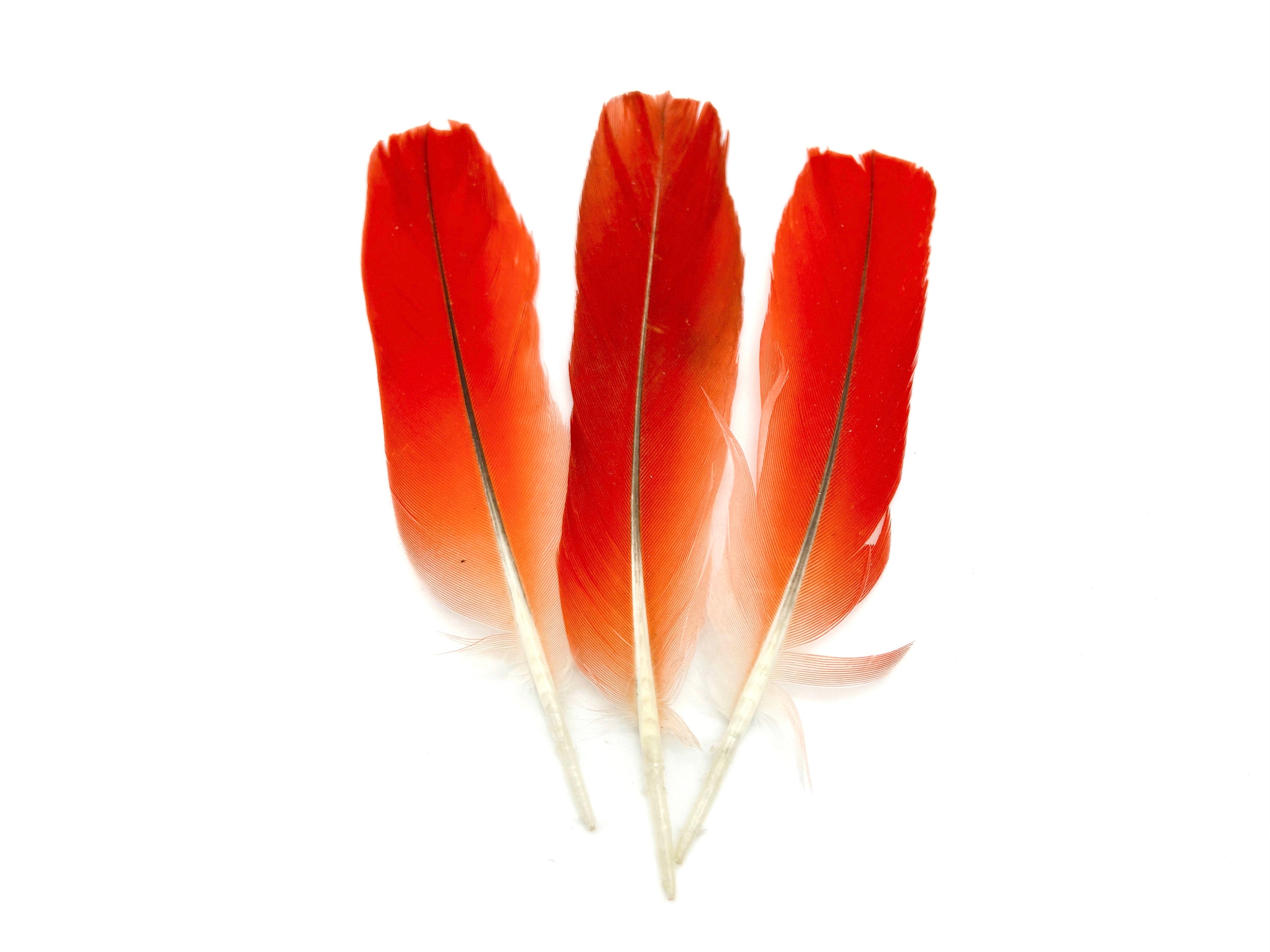 Parrot Feathers