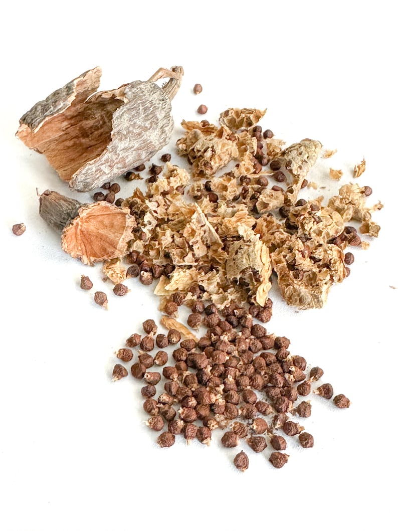 Alligator Pepper, Atare, Grains of Paradise Pods, Guinea Pepper, Mbongo ...