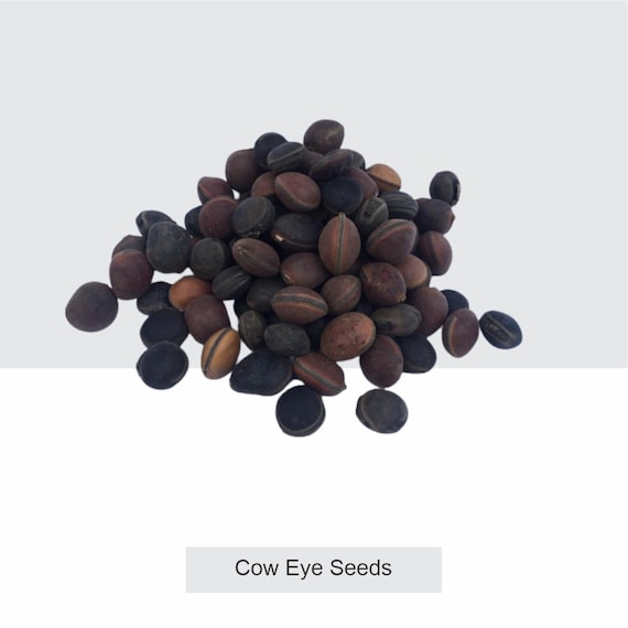 Sea Beans Drift Seeds Mucuna Ojo De Buey Bean Entada - Etsy