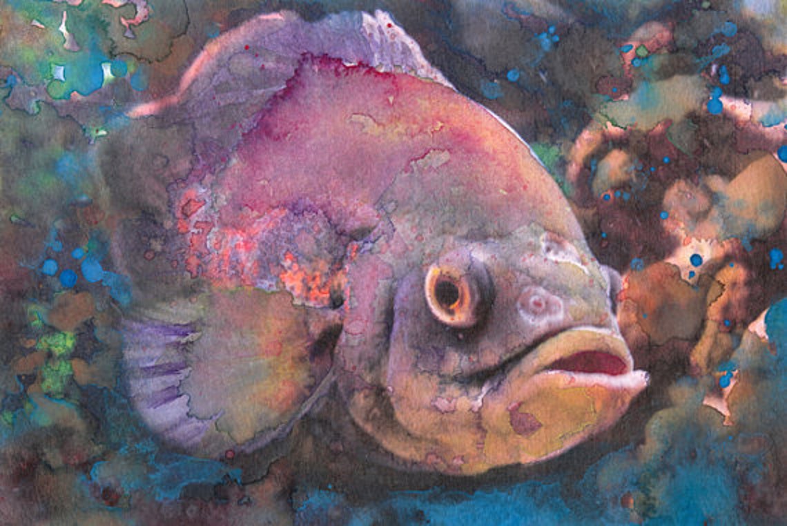Oscar Fish Swimming Underwater Original Watercolor Painting Abstract ...