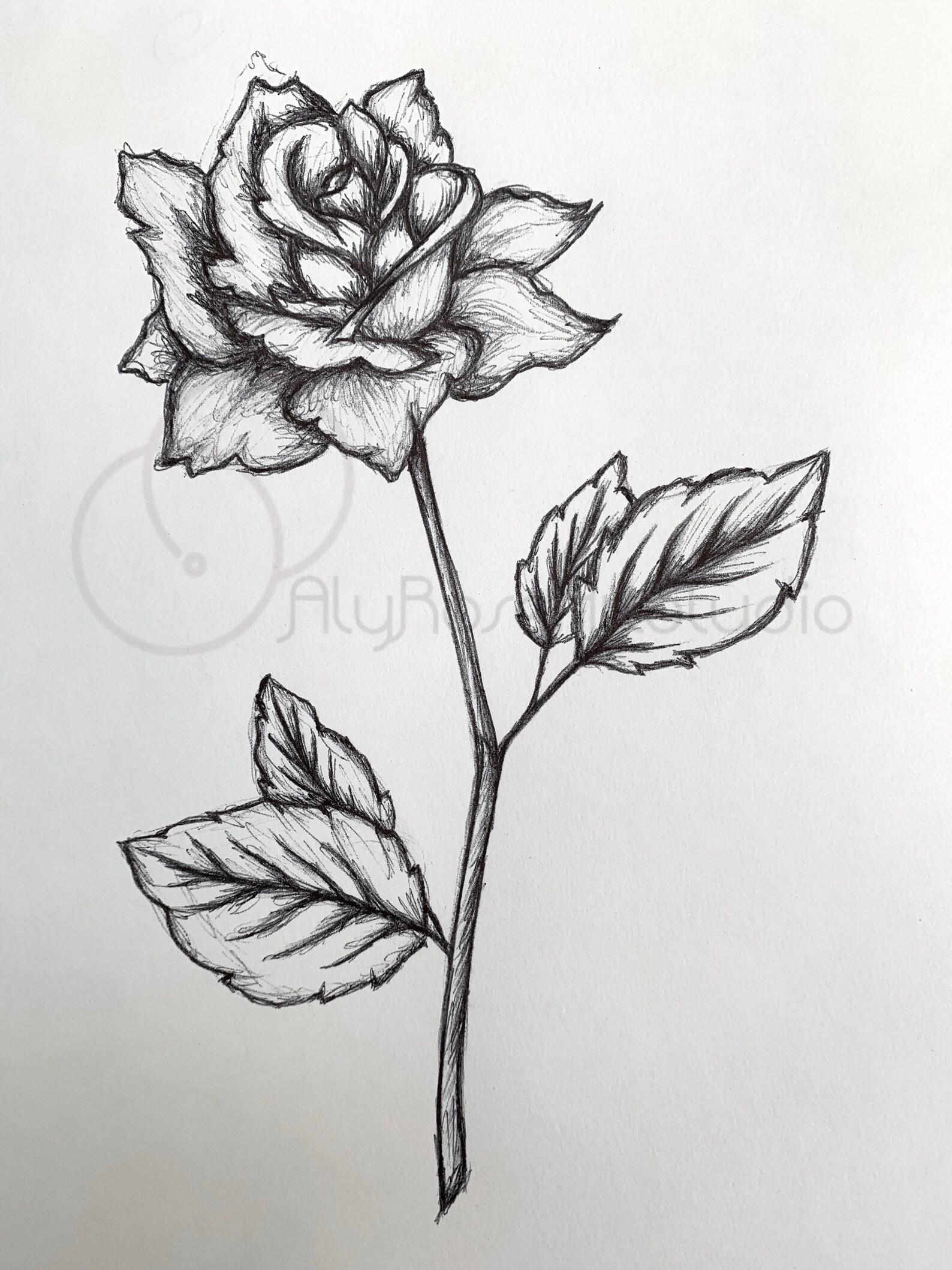 Pen & Ink Rose Prints Available Rose Print Art - Etsy