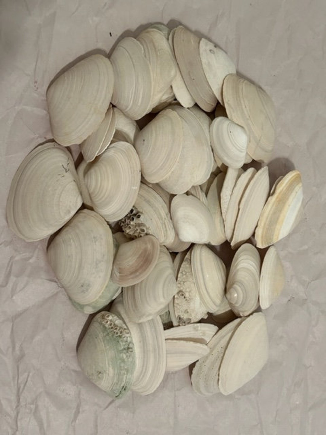 20 Clam Shells, Florida Seashells, Gulf Coast Shells - Etsy