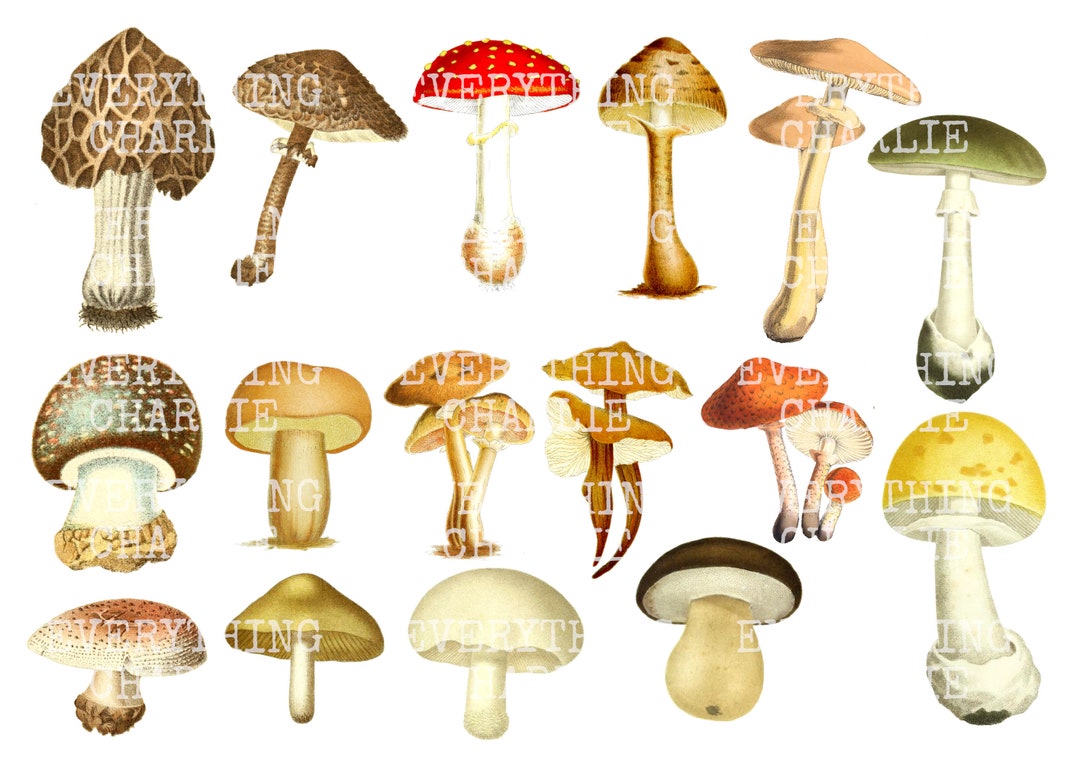 Mushroom Fussy Cut Digital Download Printable. Junk Journal ...