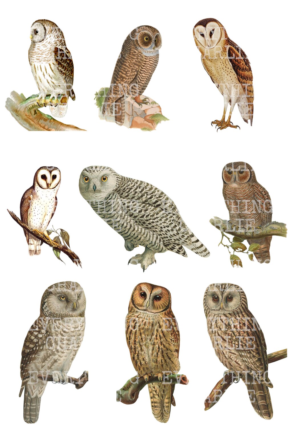 Owls Fussy Cuts, Digital Download Printable Owl Fussy Cut ...