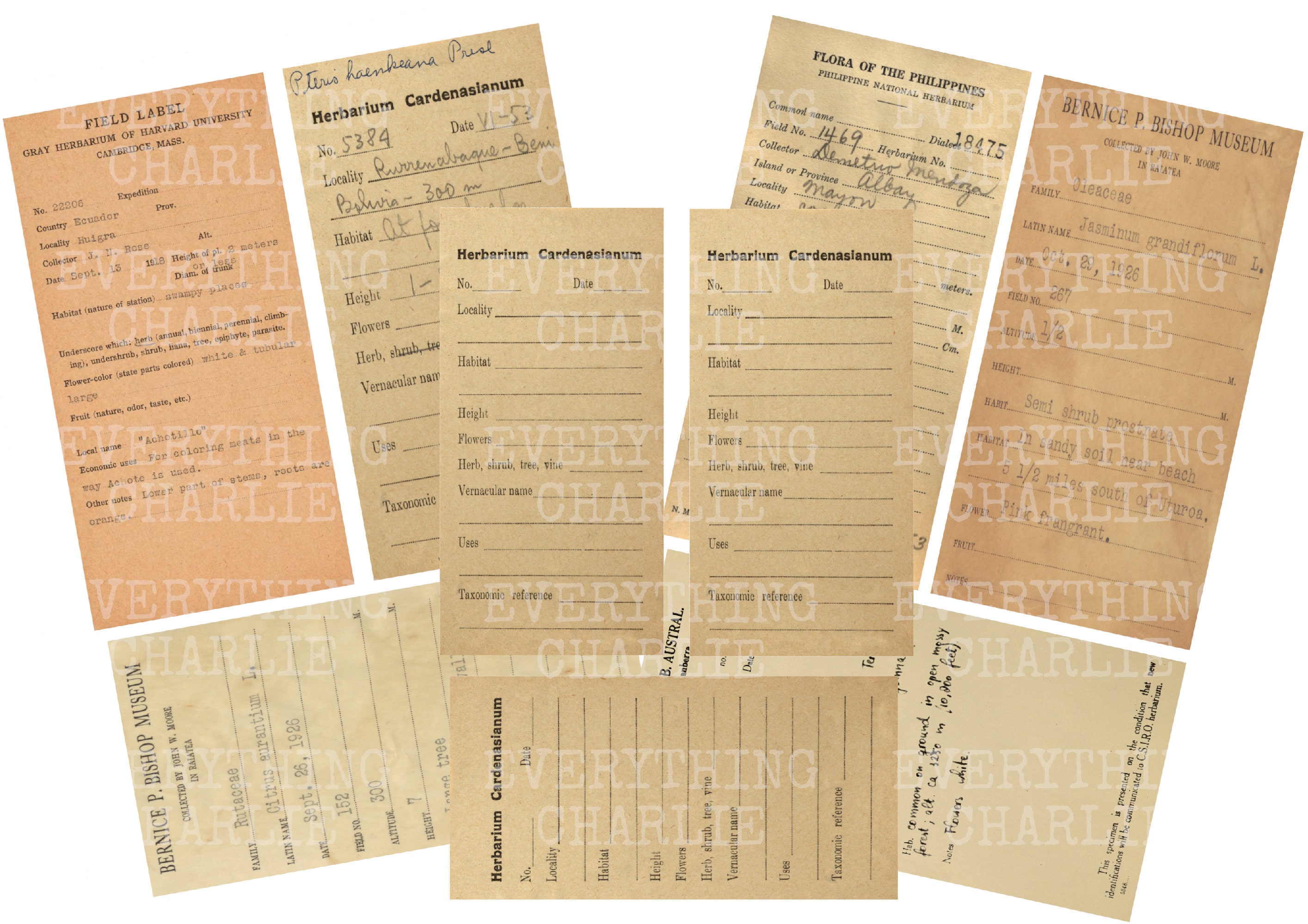 Field Notes and Plant Specimen Labels for Junk Journals - Etsy Australia