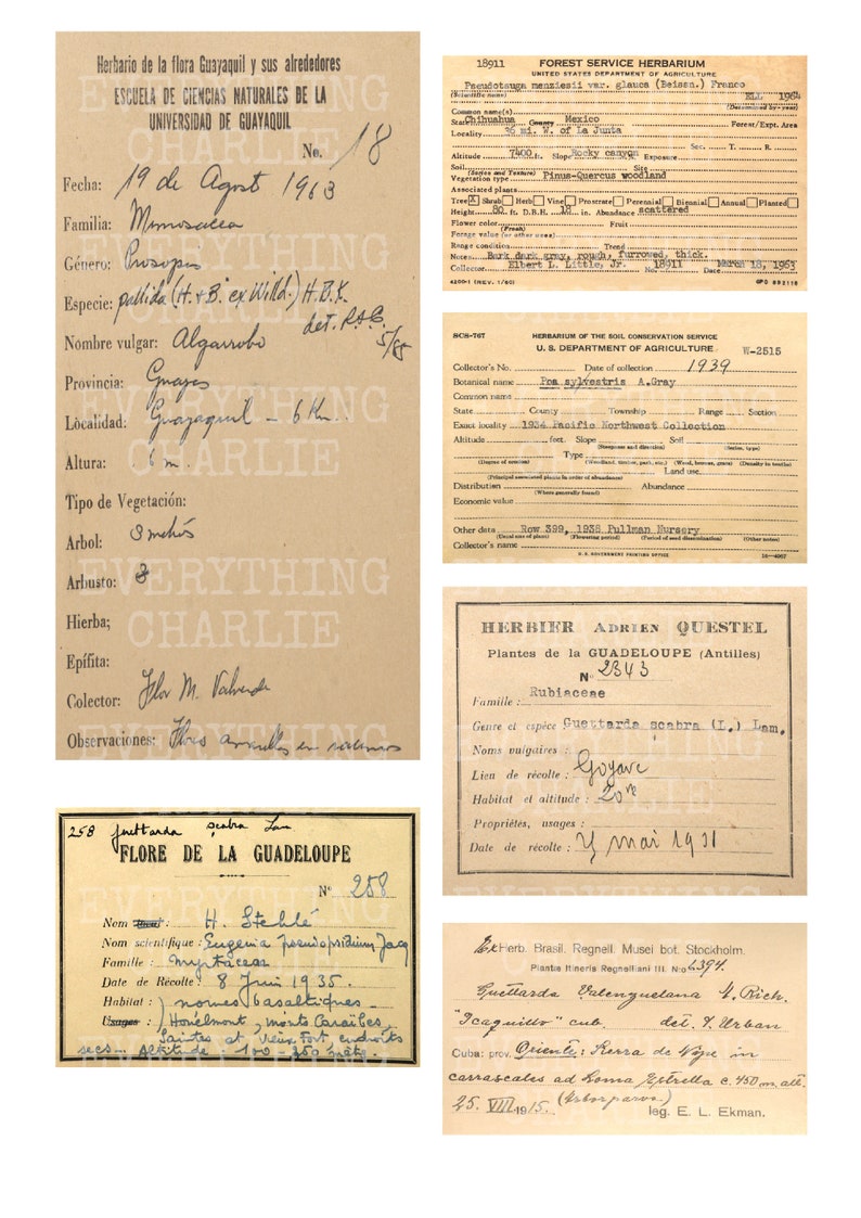 Field Notes and Plant Specimen Labels, for Junk Journals, Scrapbooking ...