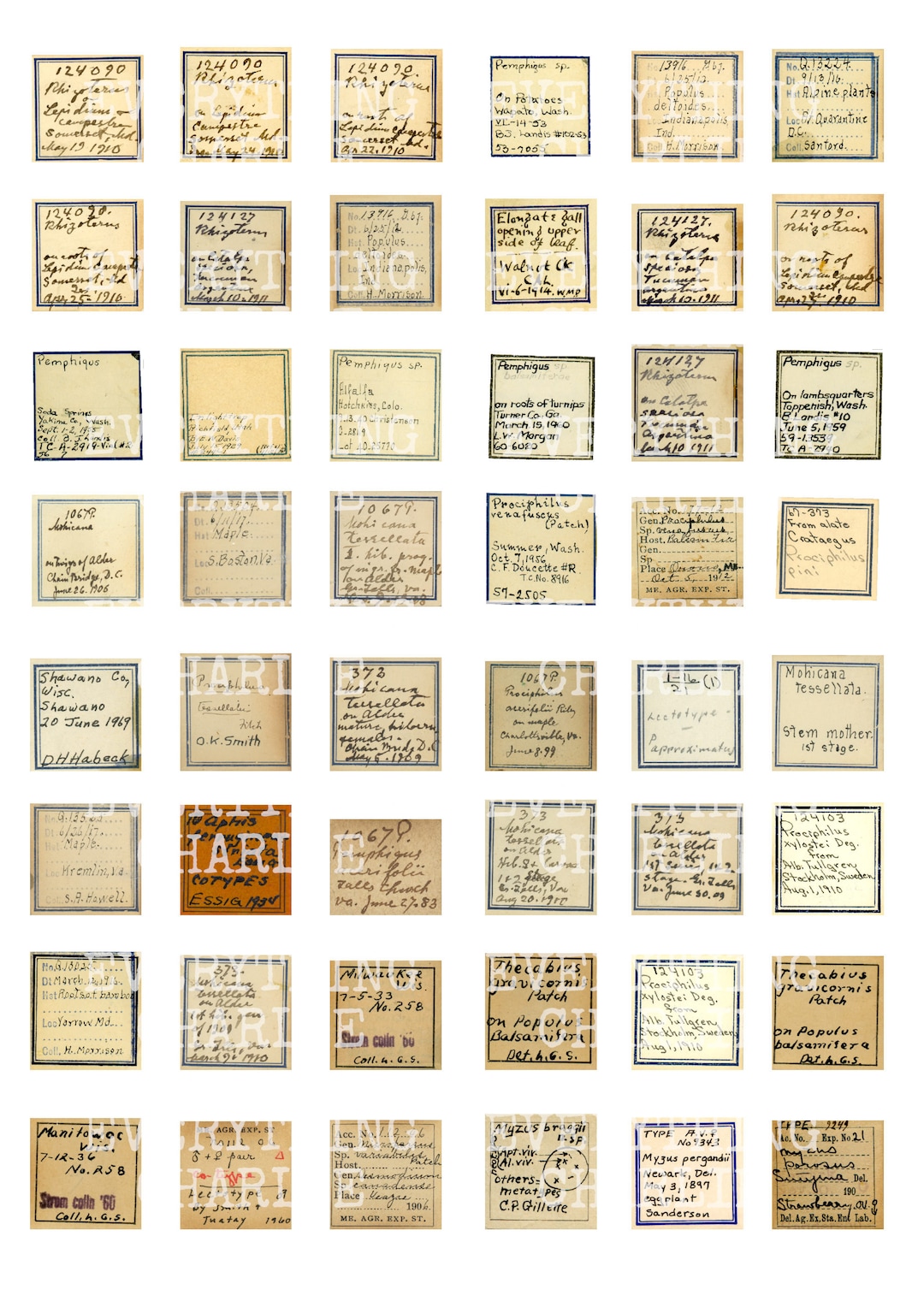 Specimen, Plant and Entomology Labels, Digital Download Printable for ...