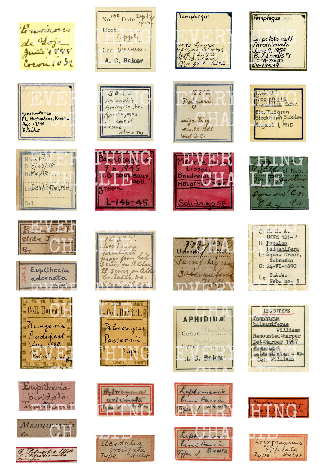 Specimen, Plant and Entomology Labels, Digital Download Printable for ...