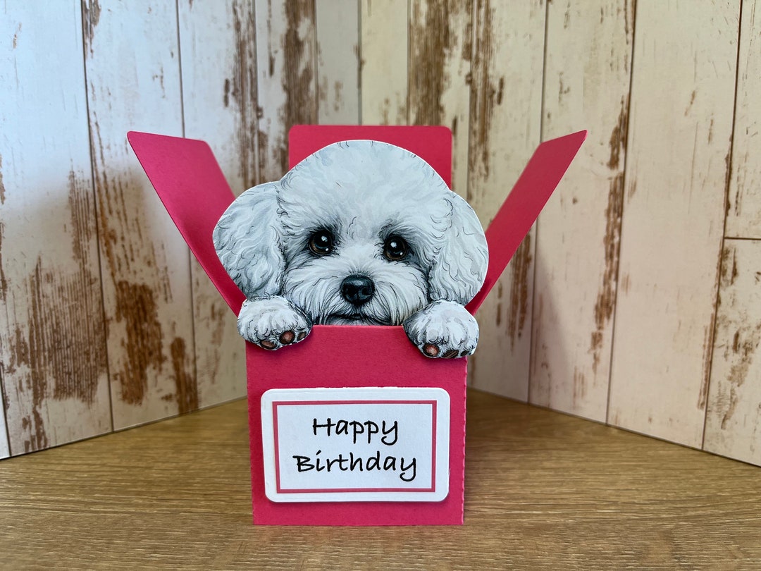 Bichon Frise Dog Peeking Pop up Box Card, 3D or 2D Birthday, Mothers ...