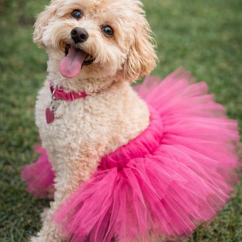 Dog Tutu - Etsy
