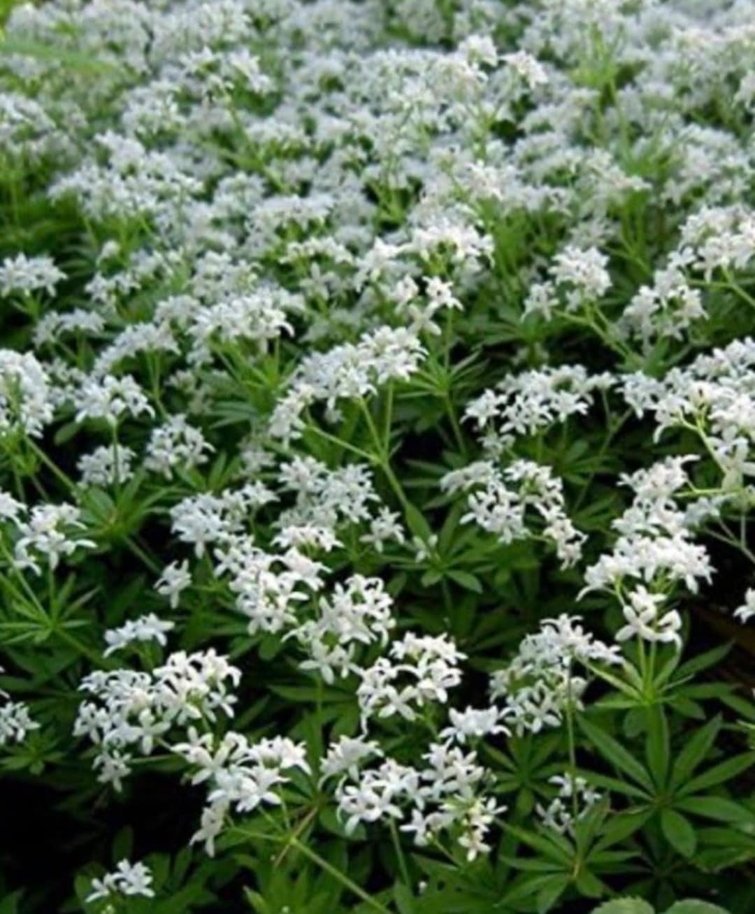Sweet Woodruff Plant: Fragrant White Star Flowers, Deer Resistant ...