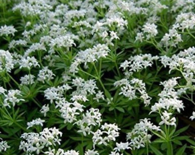 Galium Odoratum Sweet Woodruff Plant 6 Inch Pot - Etsy