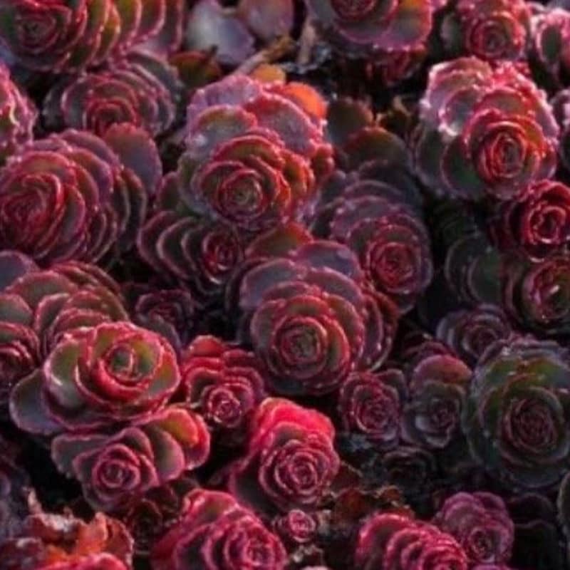 Red Sedum - Etsy