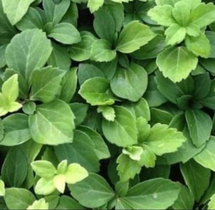 Plantas De Cobertura Del Suelo Para Zonas Soleadas Plantas Para Cubrir