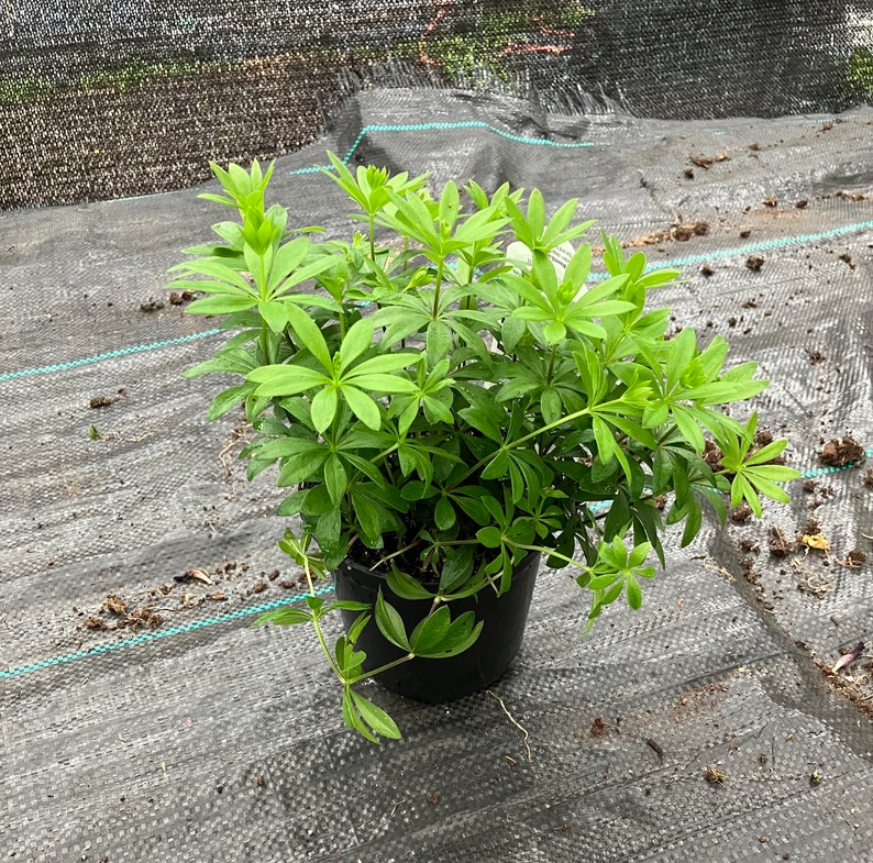 Sweet Woodruff Plant: Fragrant White Star Flowers, Deer Resistant ...