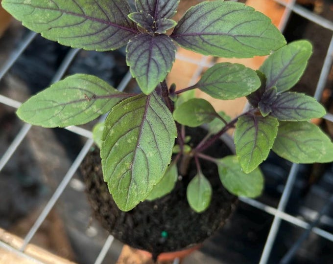 African Blue Basil Plant - Etsy