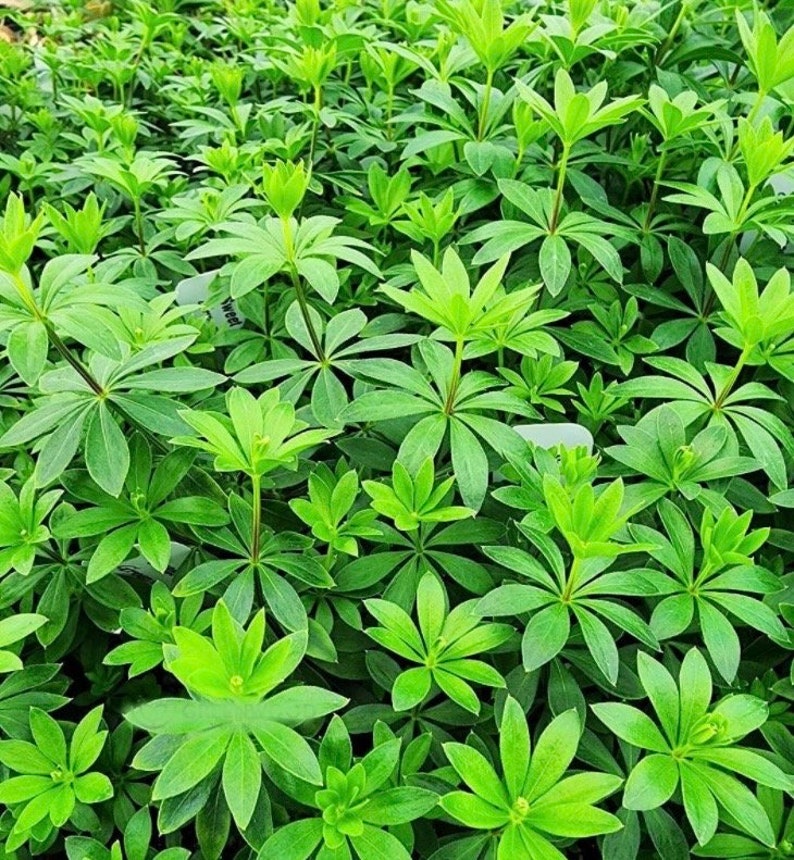 Sweet Woodruff Plant: Fragrant White Star Flowers, Deer Resistant ...