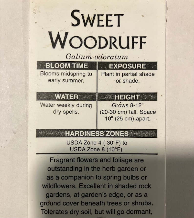Sweet Woodruff Plant: Fragrant White Star Flowers, Deer Resistant ...
