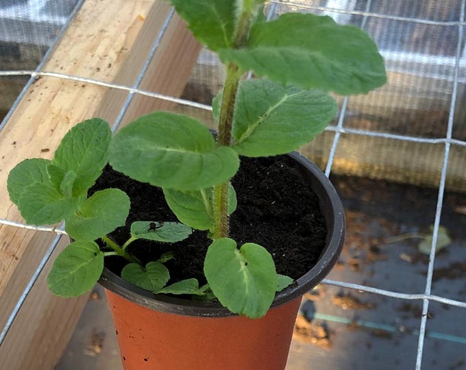 Mint "lavender" - Live Plant - Etsy