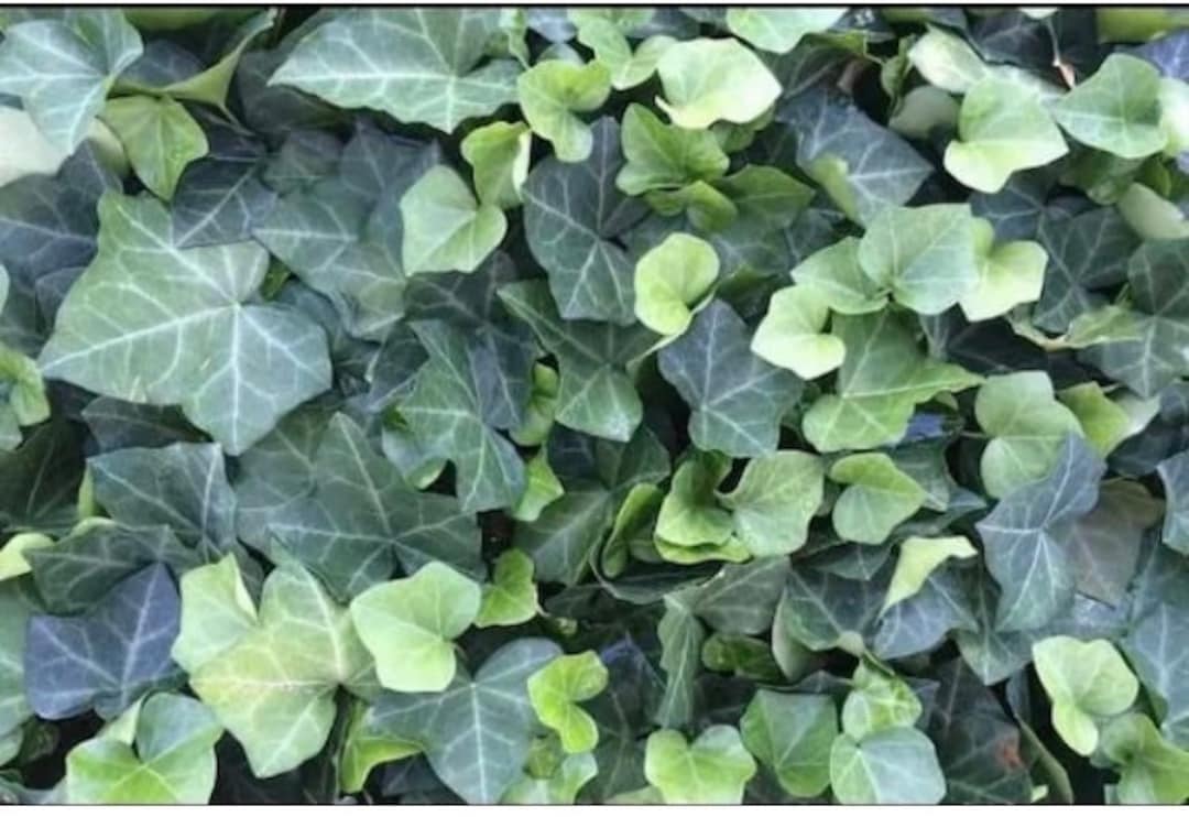 Ivy English 50 Bare Root Plants - Etsy
