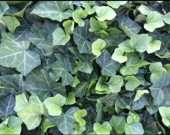 Plants Bettina Ivy - Etsy