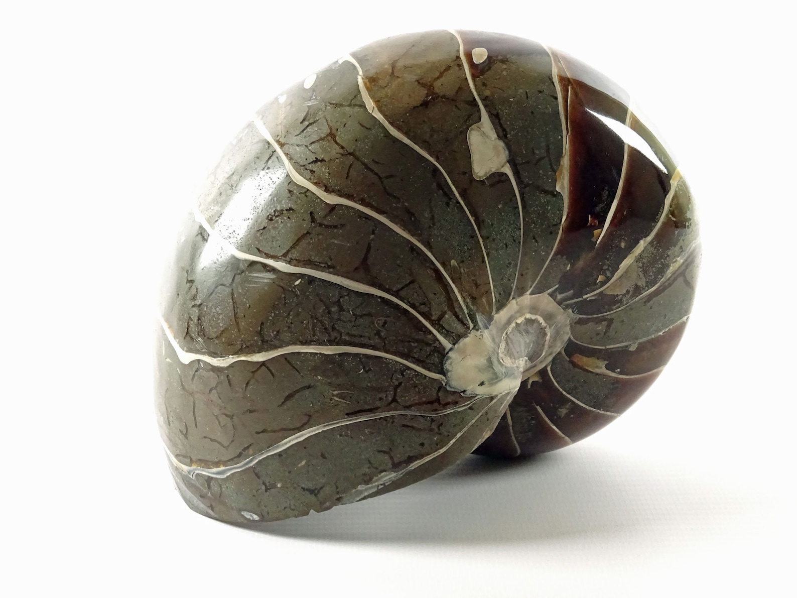 Polished Nautilus Fossil | Etsy